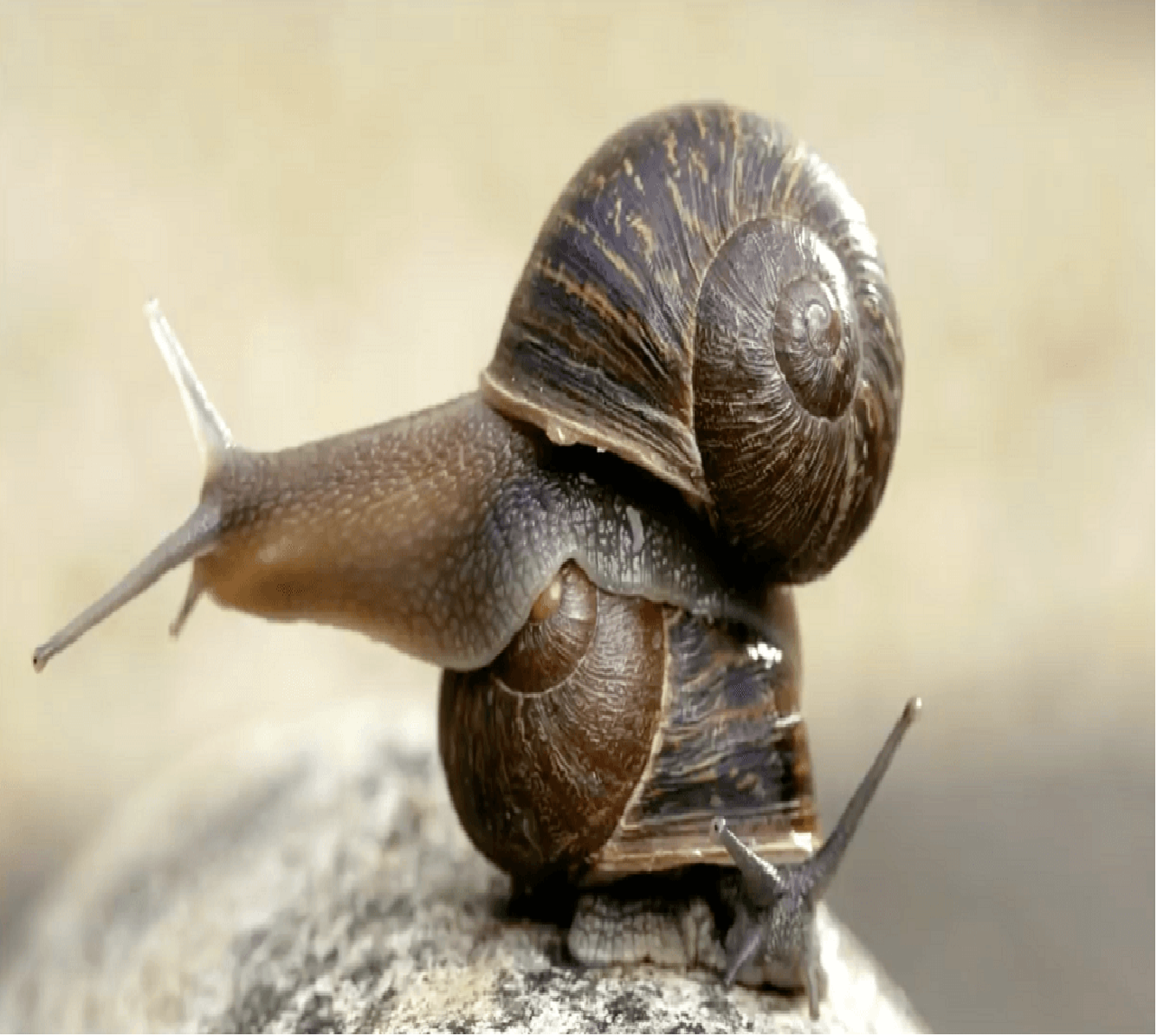 Chirality in Nature: From DNA to Snail Shells – Chiralpedia