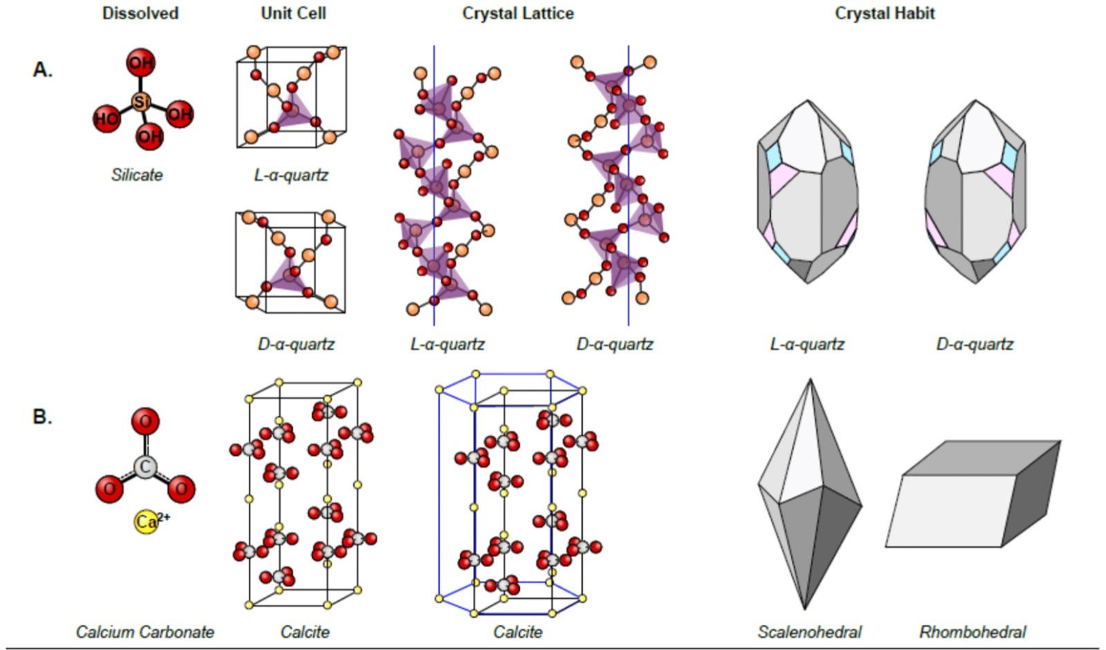 Chirality in Nature: From DNA to Snail Shells – Chiralpedia