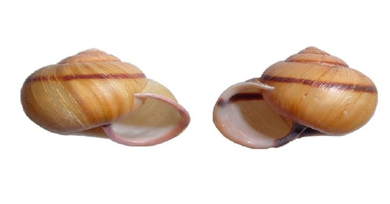Chirality in Nature: From DNA to Snail Shells – Chiralpedia